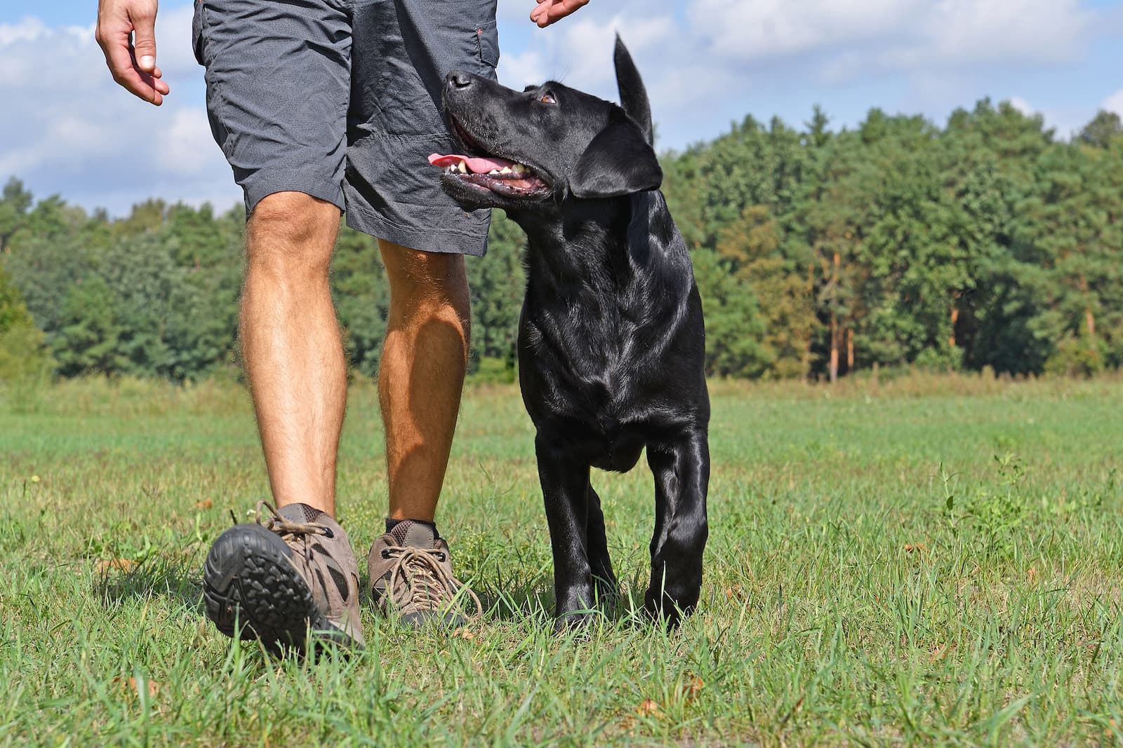 How Much Does Dog Training Cost? | AllBreeds