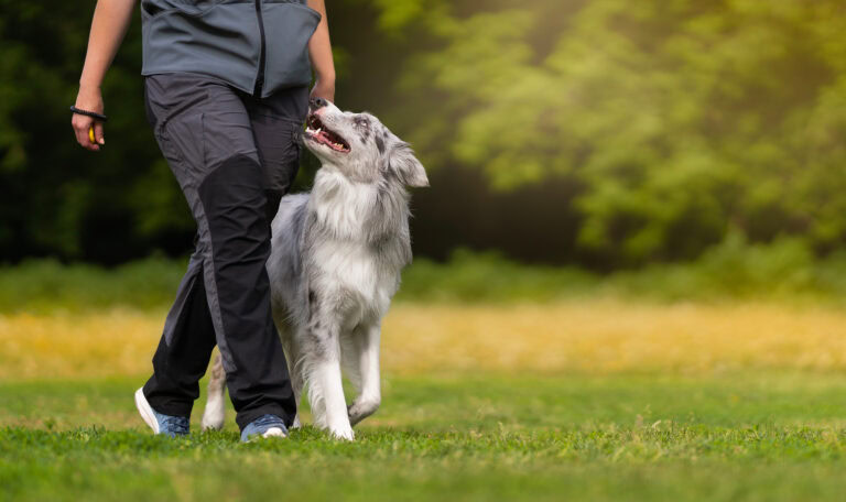 What Is Heel Dog Training? | Allbreeds